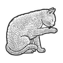 Pet grooming set on white background Royalty Free Vector