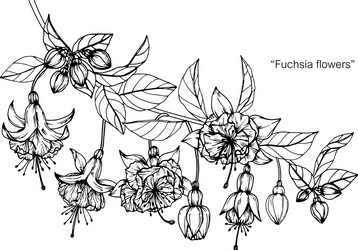 Fuchsia Vector Images (over 8,600)