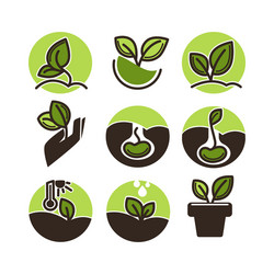 Growth of a plant Royalty Free Vector Image - VectorStock