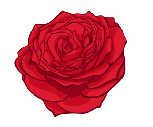 Red rose cartoon style on white background Vector Image