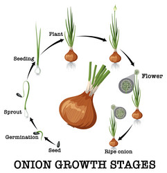 Diagram showing parts of onion Royalty Free Vector Image