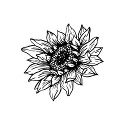 Sunflower hand drawn ink pen Royalty Free Vector Image