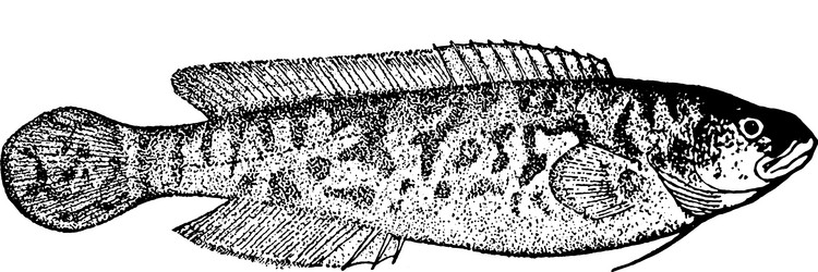 Blackfish Vector Images (29)