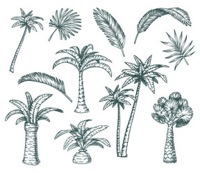 Palm tree landscape sketch tropical palms ocean Vector Image