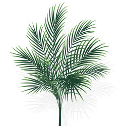 Palm tree over bamboo forest Royalty Free Vector Image