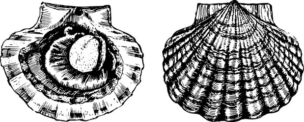 Clam Vector Images (over 13,000)