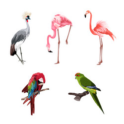 Colorful realistic bird collection Royalty Free Vector Image