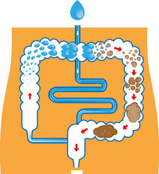 Digestive System Vector Images (over 14,000)