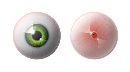 Human Eye Ball Vector Images (over 2,800)