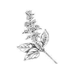Basil Flower Drawing