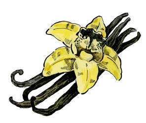 Vanilla Bean Drawing Vector Images (over 290)