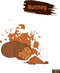 Nutmeg Color Collection Vector Images (over 140)