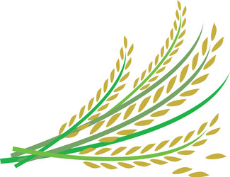 Rice design on white background Royalty Free Vector Image