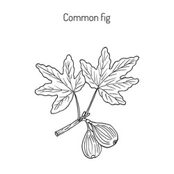 Common fig tree sketch Royalty Free Vector Image