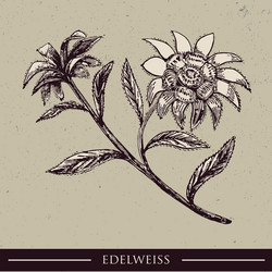 Edelweiss flower collection Royalty Free Vector Image