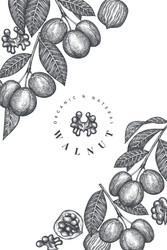Hand drawn sketch walnut design template organic Vector Image