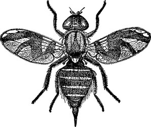 Maggot Vector Images (over 1,800)