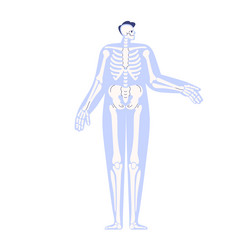 Human Skeleton Diagram No Labels