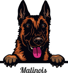 Belgian Malinois Vector Images (over 130)