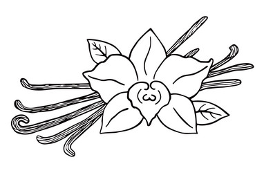 Vanilla Bean Drawing Vector Images (over 290)