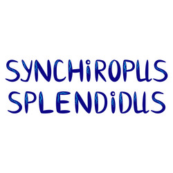 Mandarin fish beautiful character among seashells Vector Image