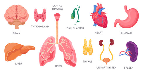 Big internal organs realistic icon set Royalty Free Vector