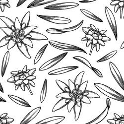 Edelweiss Vector Images (over 400)