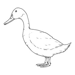 Duck Lineart Vector Images (over 1,600)