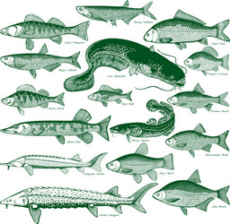 Freshwater Vector Images (over 13,000)