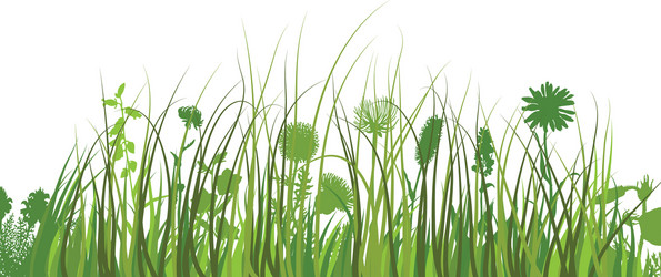Green grass meadow Royalty Free Vector Image - VectorStock
