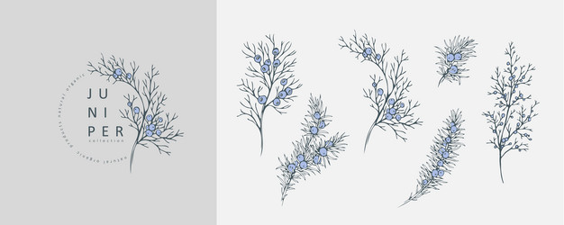 Juniper floral logo and branch set hand drawn Vector Image