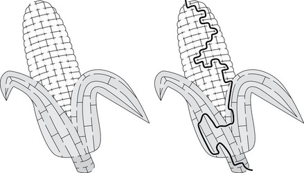 Corn maze Royalty Free Vector Image - VectorStock