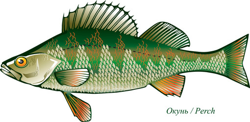 Red perch icon hand drawn ocean fish Royalty Free Vector
