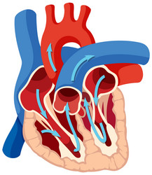 Anatomical Heart Cartoon Vector Images (over 1,500)
