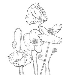 Drawing flower of hellebore Royalty Free Vector Image