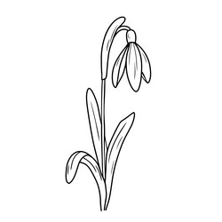 January birth month flower snowdrop line art Vector Image