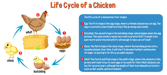 Chicken life cycle diagram Royalty Free Vector Image
