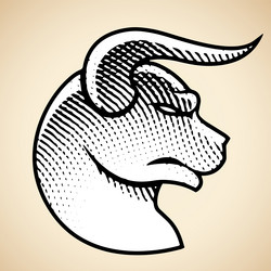 Scratchboard engraved bull front view Royalty Free Vector