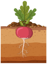 Plant with root system underground Royalty Free Vector Image