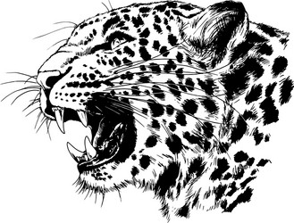 Leopard Roar Drawing