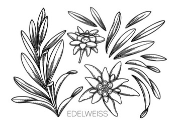 Edelweiss hand drawn Royalty Free Vector Image