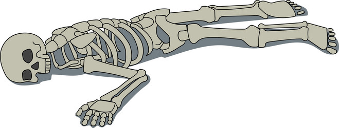 Skeleton Poses Vector Images (over 910)