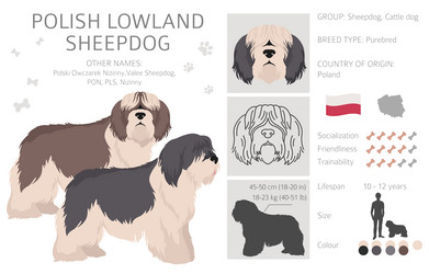 Polish lowland sheepdog clipart different poses Vector Image
