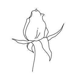 Rose flower bud line art hand drawn realistic Vector Image