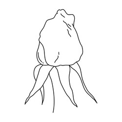 Rose flower bud line art hand drawn realistic Vector Image