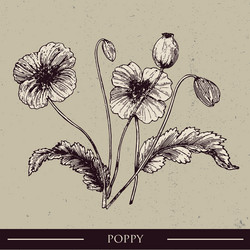 Poppy Etching Vector Images (over 200)