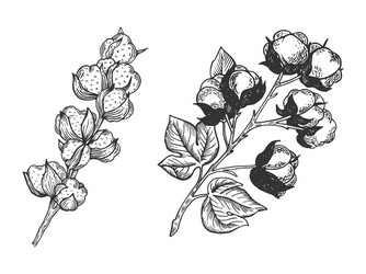 Hand drawn set of cotton Royalty Free Vector Image