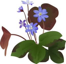 Hepatica Flowers Vector Images (89)