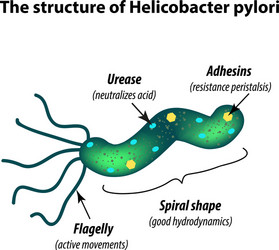 Symptoms of infection of helicobacter pylori Vector Image