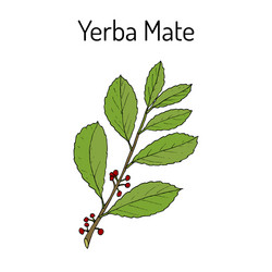 Yerba mate frame Royalty Free Vector Image - VectorStock
